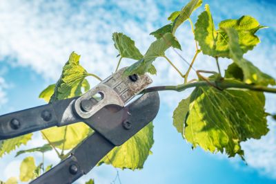 Efficient and Safe Vine Removal Services for Your Property